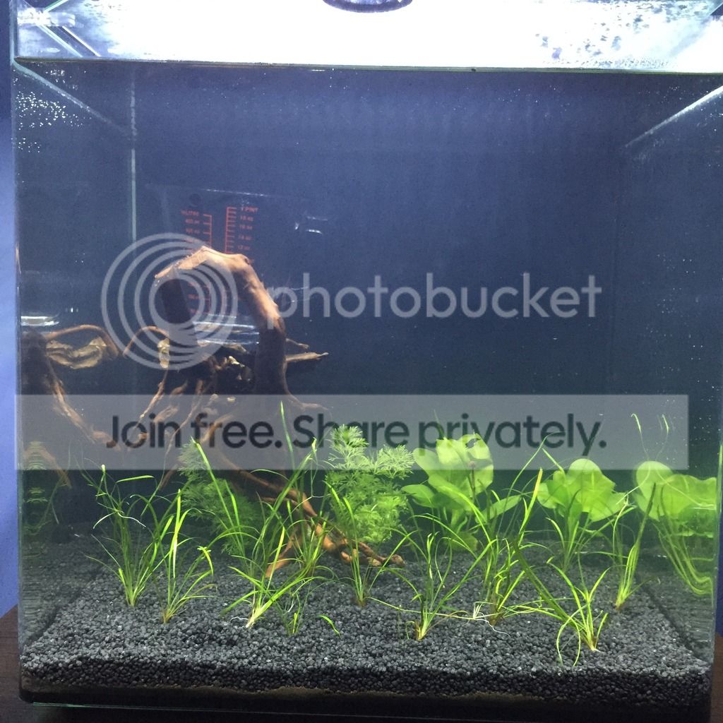 Aqua One Aquanano 40 - Tropica 90 days app | The Planted Tank Forum