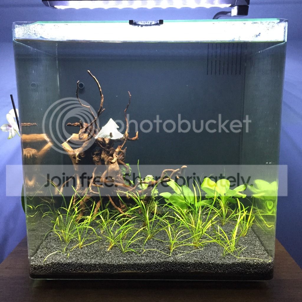 Aqua One Aquanano 40 - Tropica 90 days app | The Planted Tank Forum