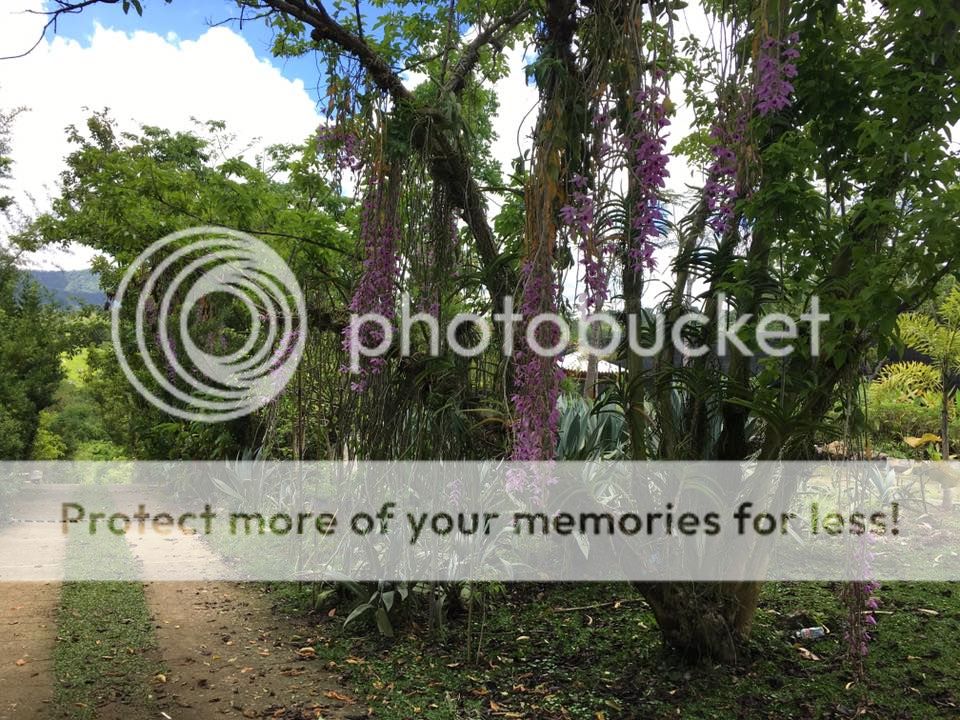 Blooming Sanggumay Orchids in Cebu | Collectors Connection
